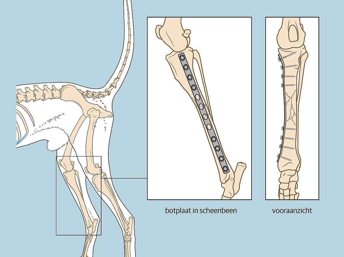 Gebroken poot of bot hond | Experts in botbreuken | AniCura Nederland