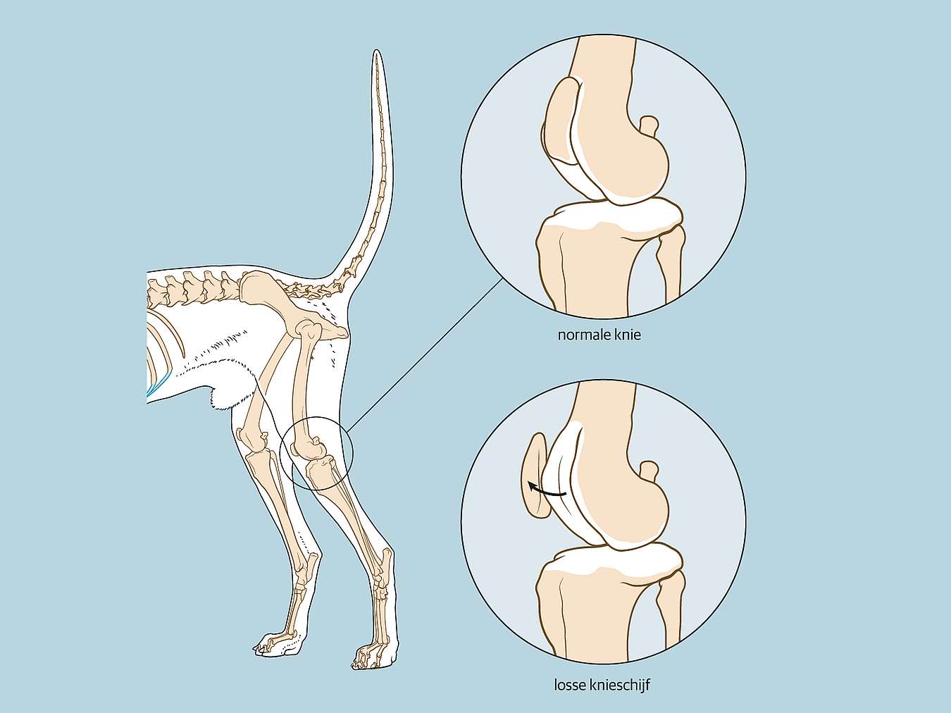 Patella luxatie honden - Losse knieschijf | AniCura Nederland