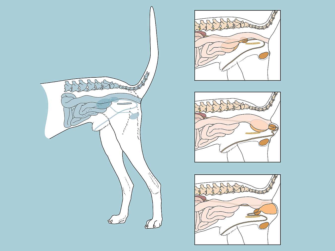 Hernia perinealis bij uw hond | AniCura Nederland