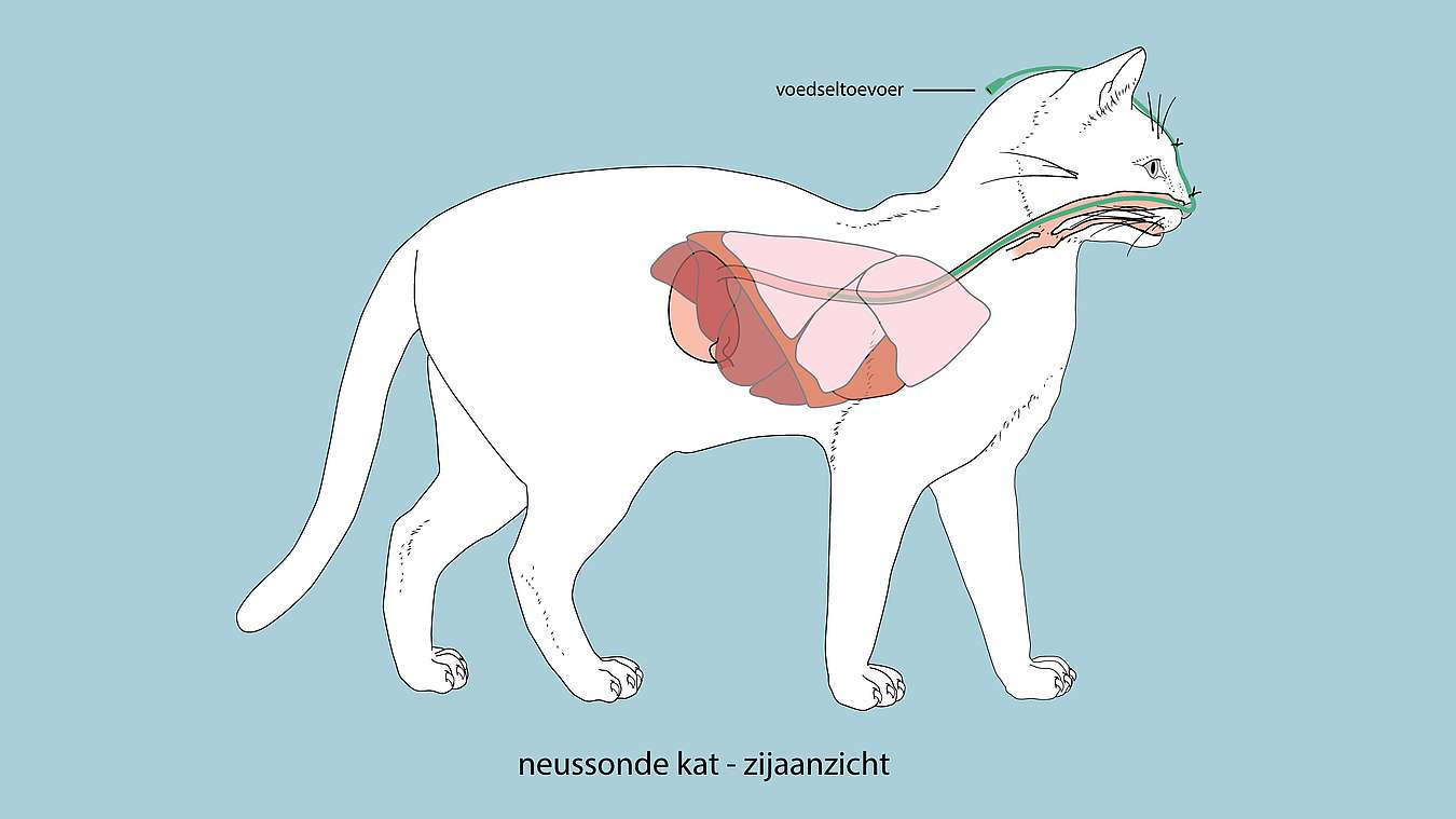 Alles over niesziekte bij kat | AniCura Nederland