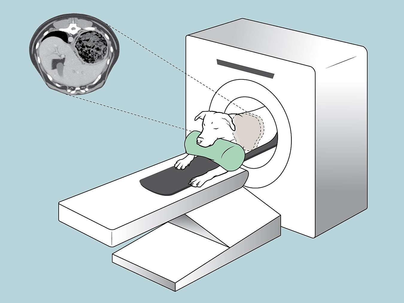 CT-scan voor uw kat | AniCura Nederland